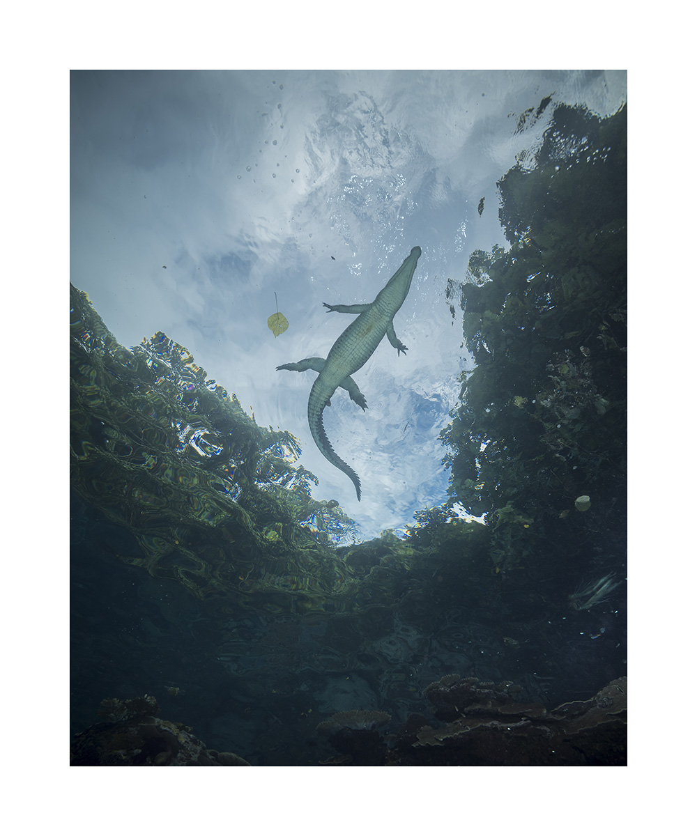 Flying Croc - Matty Smith Photo